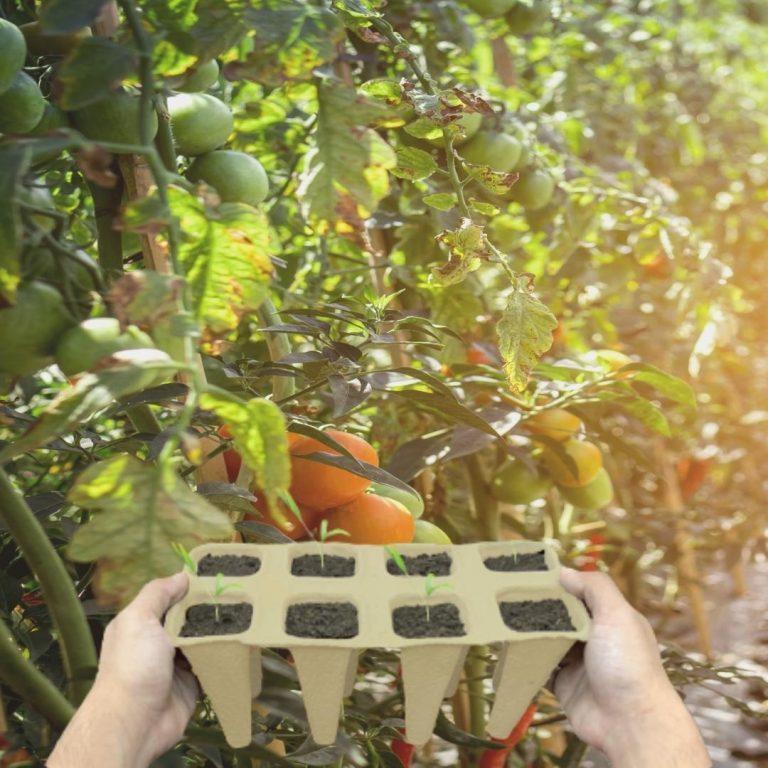 Products | APEX PULP